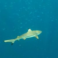 The Life Aquatic with Steve Zizou – Sandra Laight.com